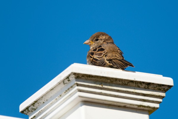 CreBee - 短视频矩阵跨平台多账号一键分发与数据统计工具