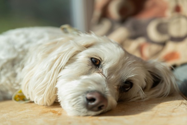 CreBee - 短视频矩阵跨平台多账号一键分发与数据统计工具