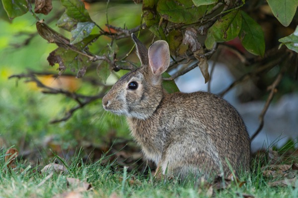 CreBee - 短视频矩阵跨平台多账号一键分发与数据统计工具